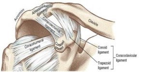 2# Stawy obręczy barkowej | Pracownia Fizjoteka